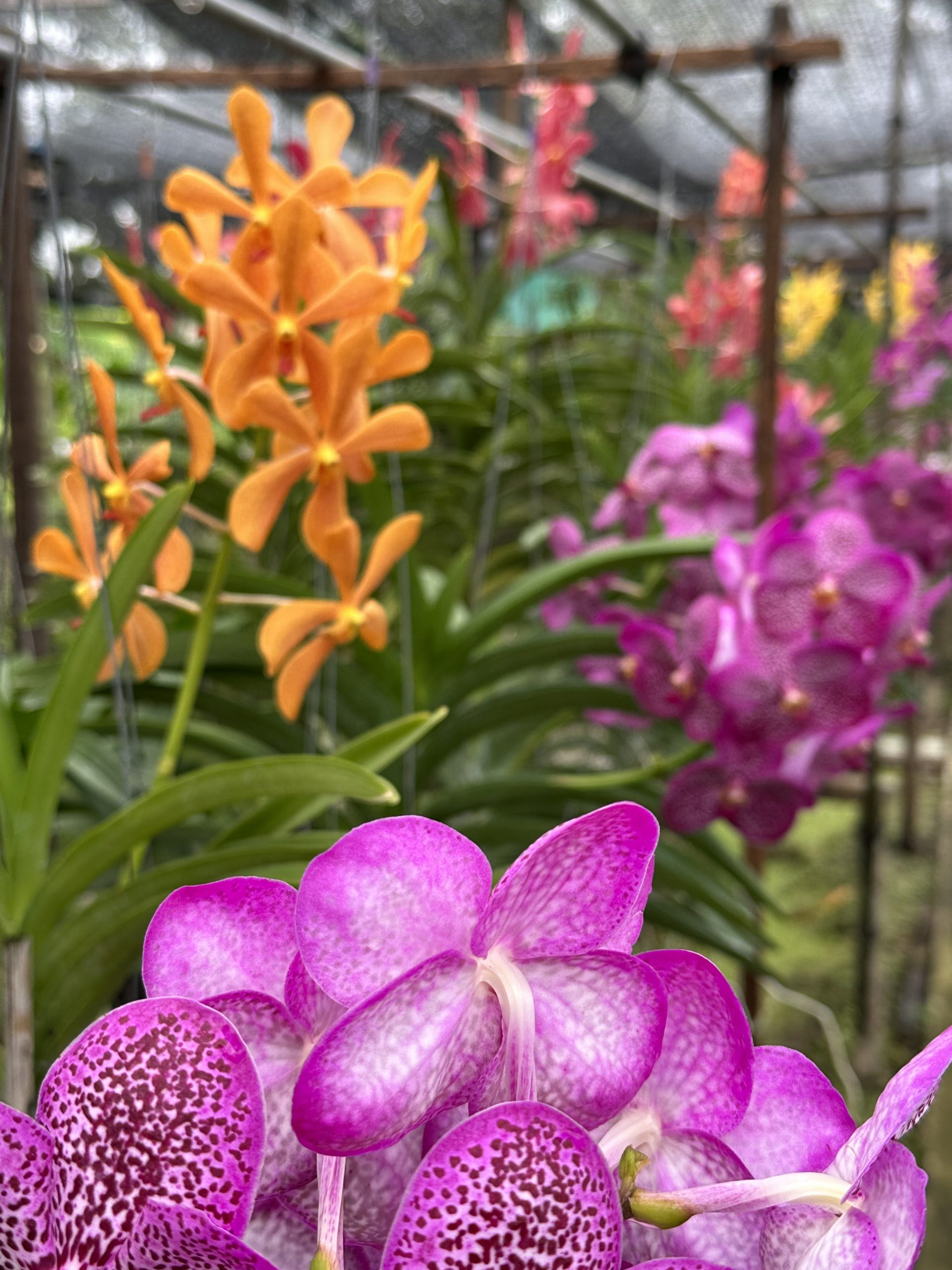 Oh…the Orchids!!! - Song of the Open Road