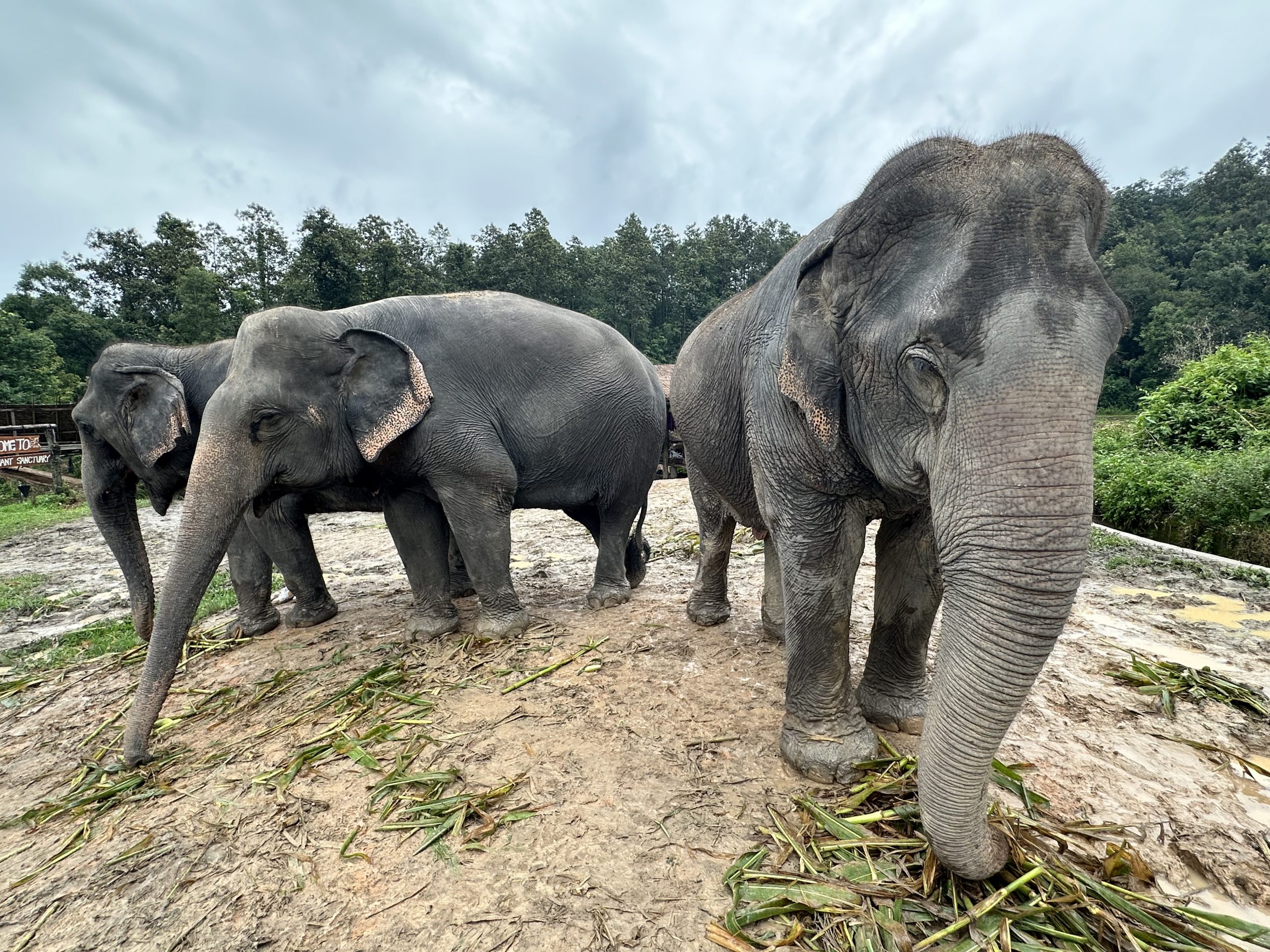 The Elephant Show - Song of the Open Road